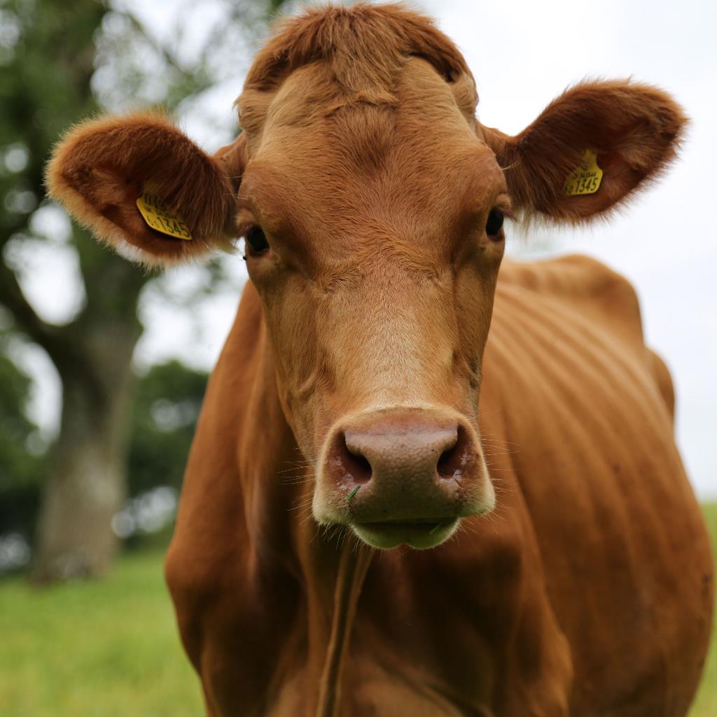 home [www.abelandcole.co.uk]