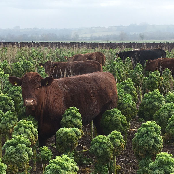 Ask a buyer: organic veg