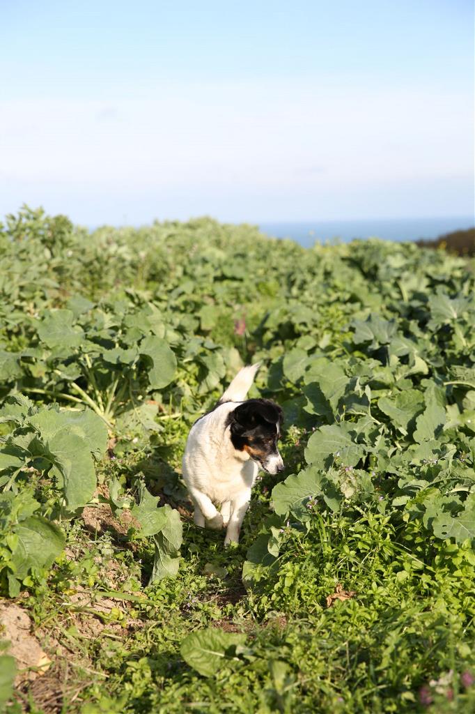 What is biodynamic farming? We’re glad you asked!