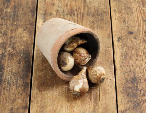 Organic Narcissus Bulbs, 'Thalia', Natural Bulbs (7 bulbs) | Abel & Cole