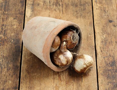 Organic Martinette Narcissus Bulbs, Natural Bulbs (5 Bulbs) | Abel & Cole