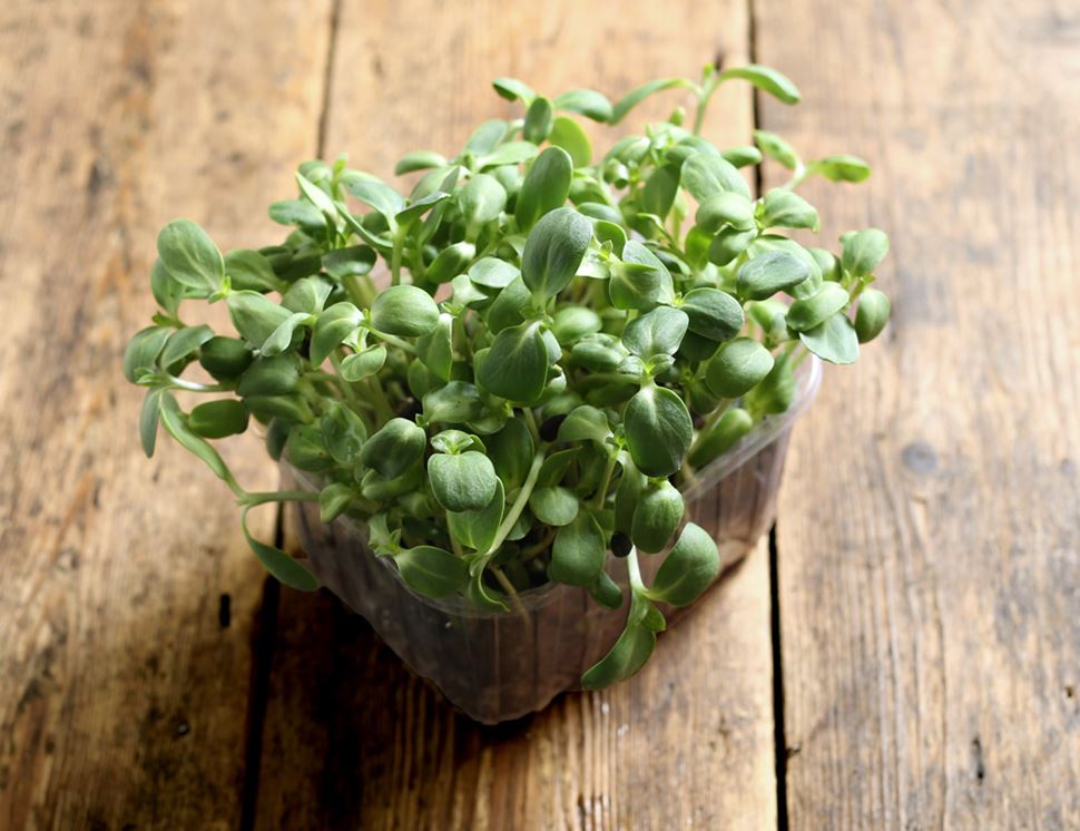 Micro Sunflower Greens, Organic